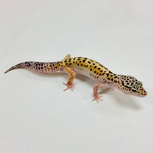 Mack Snow Eclipse Pos Het Tremper & Blizzard Leopard Gecko by BHB Reptiles