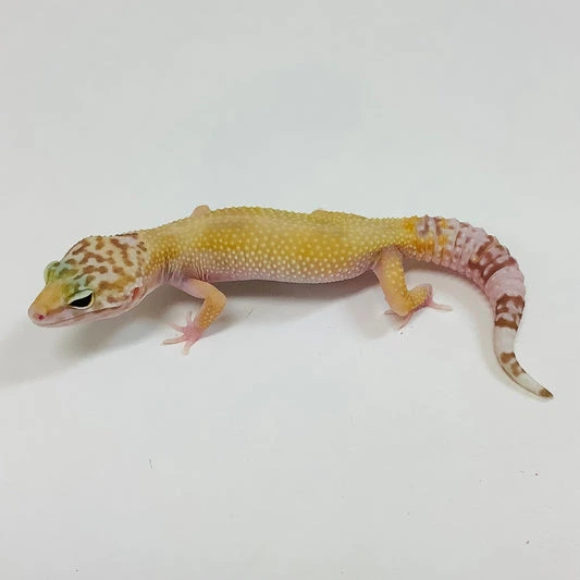 Hypo Albino Tremper Marble Eye Leopard Gecko by BHB Reptiles