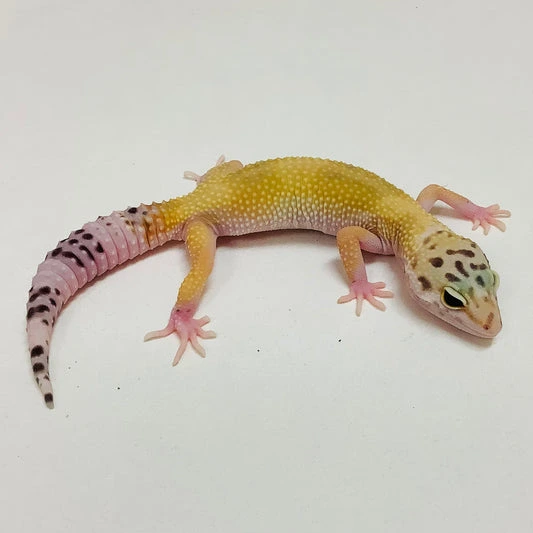 Super Hypo W/Y Marble Eye Het Tremper Leopard Gecko by BHB Reptiles