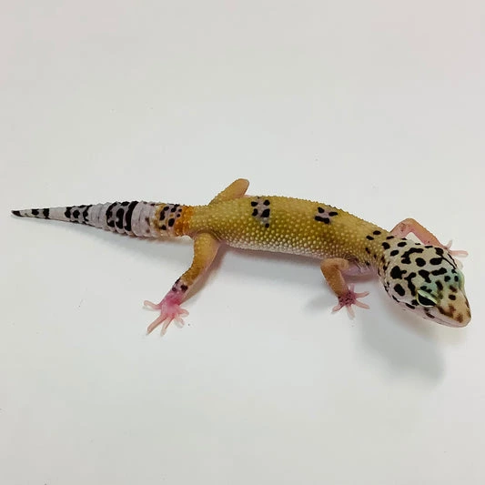 Marble Eye Het Tremper Leopard Gecko by BHB Reptiles