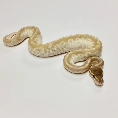 Crystal Ball Python by BHB Reptiles