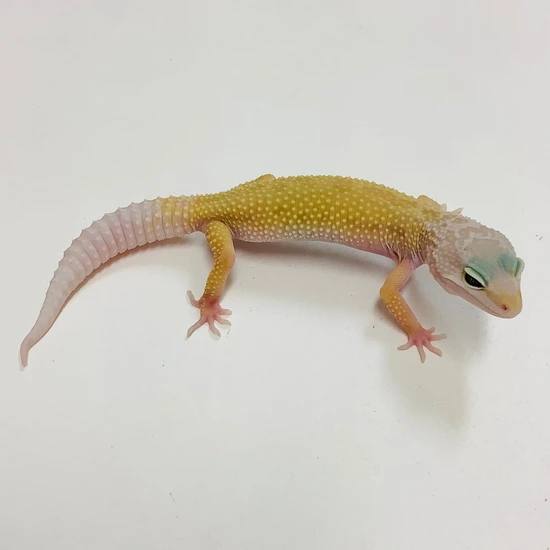 Murphy Patternless Leopard Gecko- Female #J-C5-72822-1 by BHB Reptiles
