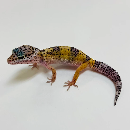 Normal Het Murphy Patternless Leopard Gecko- Pos Female #D-C1-60723-1 ...