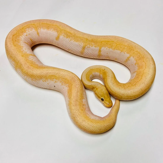 Fire Banana Spin Ball Python Male 2021M01 by BHB Reptiles