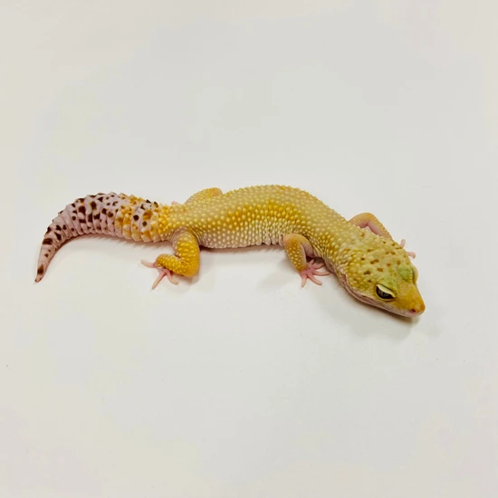 Super Hypo W/Y Marble Eye Leopard Gecko Female F-J4-82419-1 by BHB Reptiles