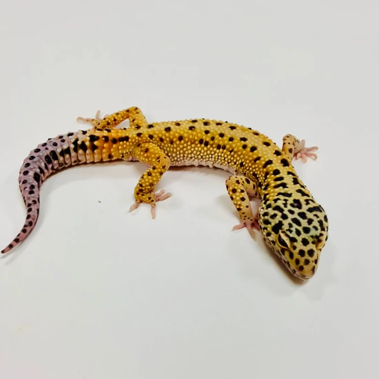 Normal Leopard Gecko Male F-H2-91521-1 by BHB Reptiles