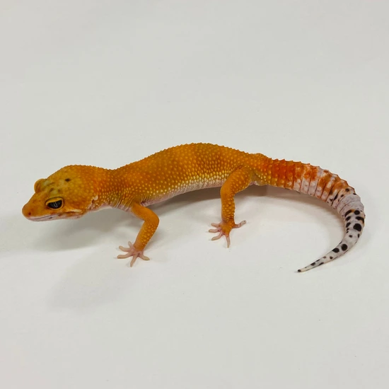Super Hypo Tangerine Carrot Tail Baldy Leopard Gecko Male G-B6-61924-1 ...
