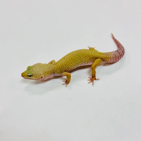 Murphy Patternless Leopard Gecko Female I-I4-81823-1 by BHB Reptiles
