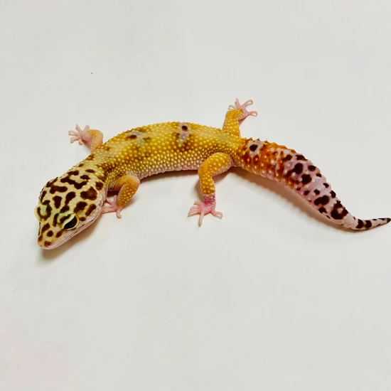 Hypo W/Y Marble Eye Leopard Gecko Female A-H7-82422-1 by BHB Reptiles