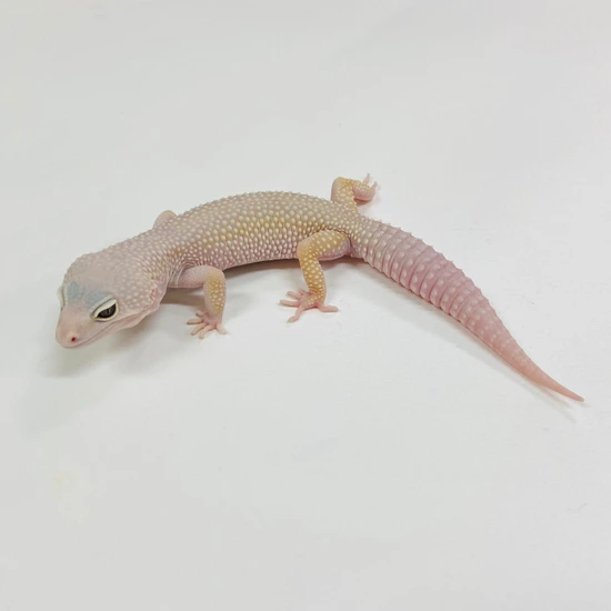 Mack Snow Murphy Patternless Leopard Gecko Male B-C2-90324-1 by BHB ...