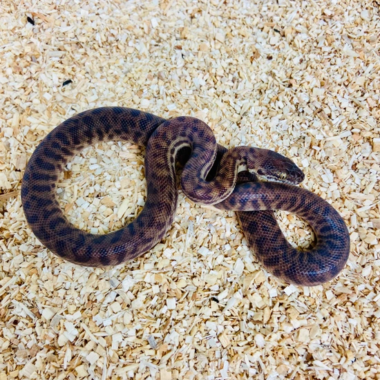 Stimsons Python Female 2024F03 Stimson's Python by BHB Reptiles