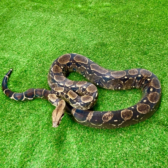 Dbl Het Blood & Sharp Albino Boa Constrictor 2015 Male B01 by BHB Reptiles