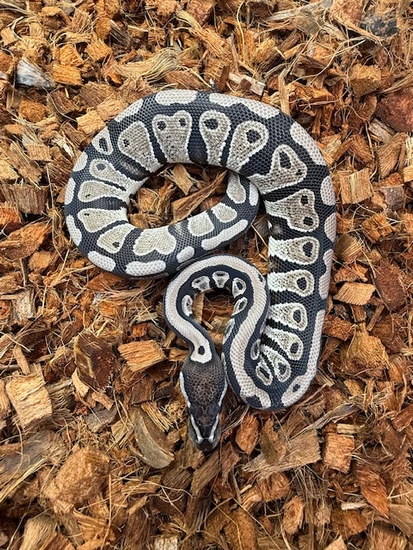 VPI Axanthic 66% HET Tri-Stripe Ball Python by Black Sheep Exotics AZ