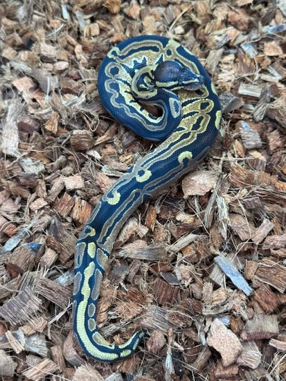 Tri-Stripe Ball Python by Black Sheep Exotics AZ