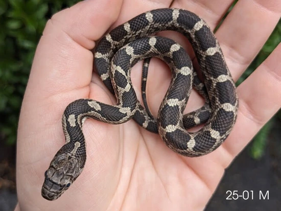 Double Het Hypo Lavender, 50% Het Lightning Black Ratsnake Western Rat ...