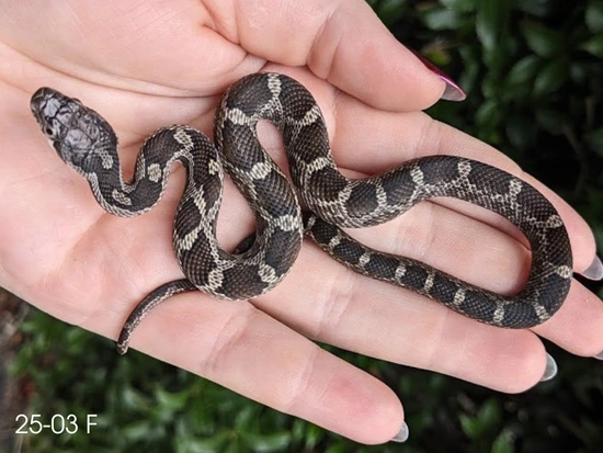 Double Het Hypo Lavender, 50% Het Lightning Black Ratsnake Western Rat ...