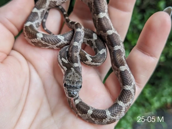 Double Het Hypo Lavender, 50% Het Lightning Black Ratsnake Western Rat ...