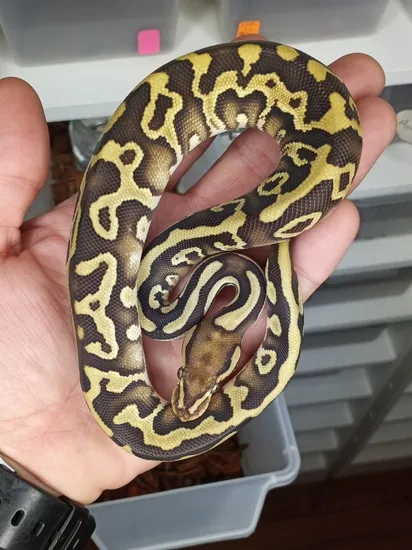 Lesser Leopard 50% Ph Clown ($297 Shipped) Ball Python by Howexotic ...