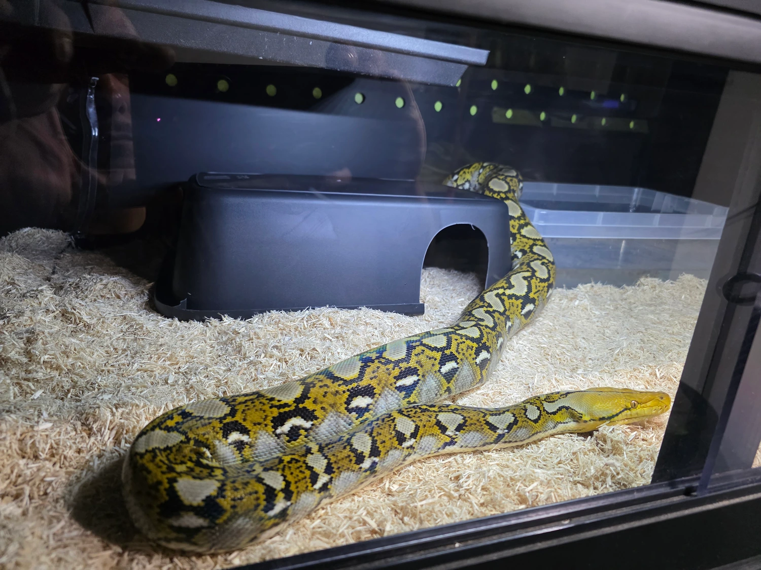 Prolific Pythons's Collection - MorphMarket