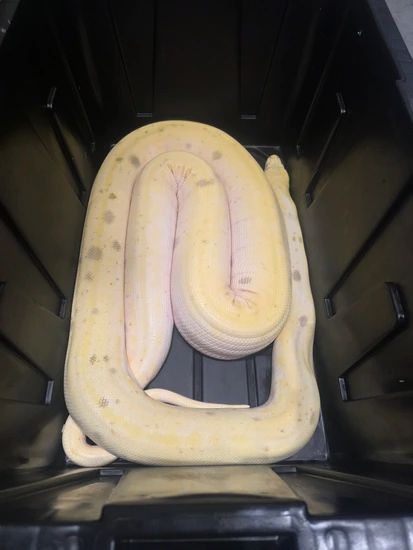 Purple Cow Poss Motley Sunfire Reticulated Python by Prolific Pythons