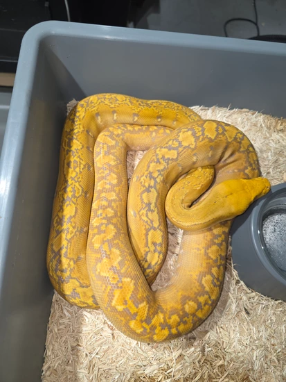 Orange Glow Phantom Marble Reticulated Python by Prolific Pythons