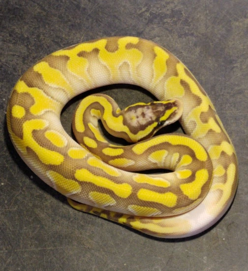 Orange Dream Pastel Lesser Leopard Het Clown Ball Python by Exotic ...