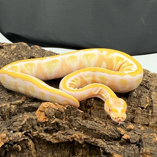 Albino Mojave Ball Python by Chris’s exotic balls