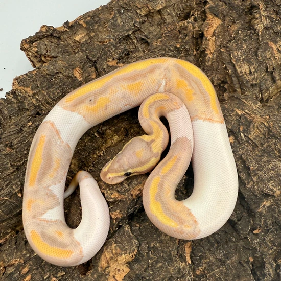 Banana Pied Ball Python by Chris’s exotic balls