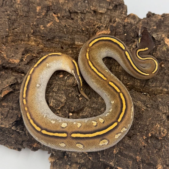 OD Calico Blackhead Mojave Scrambler 100% Het Clown Ball Python by ...