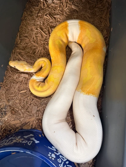 Orange Dream Dreamsicle Ball Python by Chris’s exotic balls