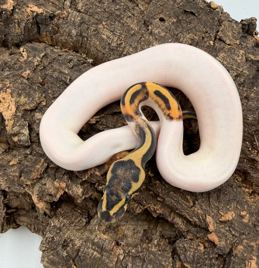 Desert Ghost Pied Ball Python by Chris’s exotic balls