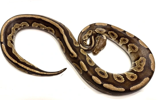 Fire Cinnamon Ball Python by Can Cel Reptiles