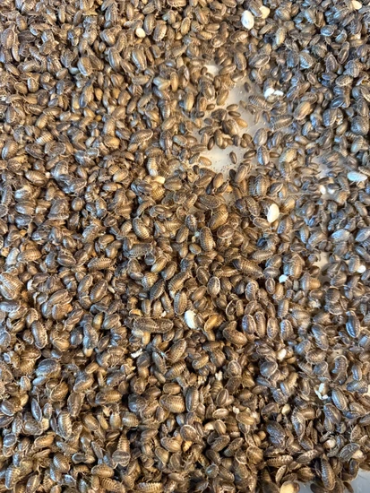 Dubia Roaches - Small (1/4" To 3/8") Cockroach by Big D's Organic Feeders