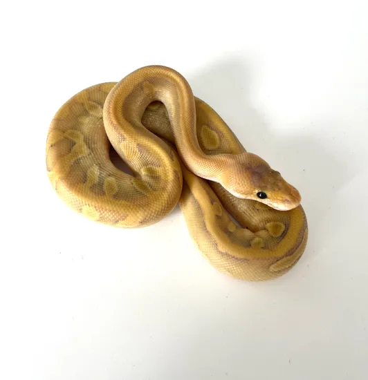 Enchi Mimosa Ball Python by Ern's Exotics