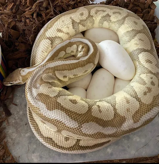 Pastel Mojave Black Pastel Spider Ball Python by Ern's Exotics