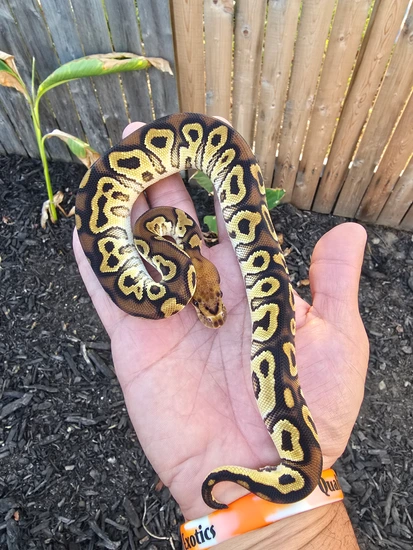 Cypress OD Clown Ball Python by Ern's Exotics
