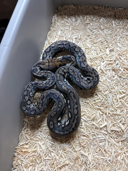 Ocelot #4 Reticulated Python by Bigger Better Reptiles