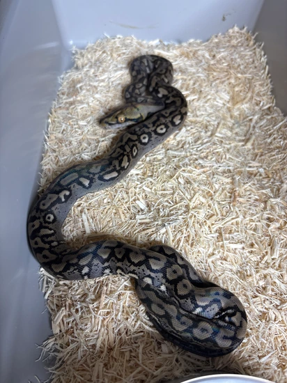 Ocelot #6 Reticulated Python by Bigger Better Reptiles