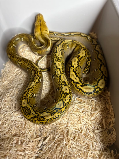 Phantom Het Pied Reticulated Python by Bigger Better Reptiles