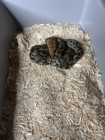 Het Ocelot #4 Reticulated Python by Bigger Better Reptiles