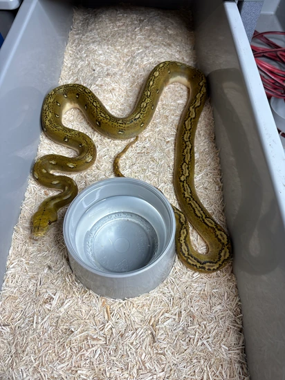 Sunfire Phantom Reticulated Python by Bigger Better Reptiles