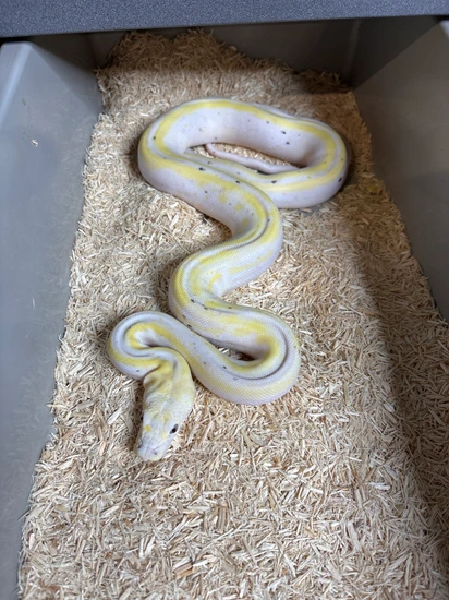 Sunfire Cow Reticulated Python by Bigger Better Reptiles