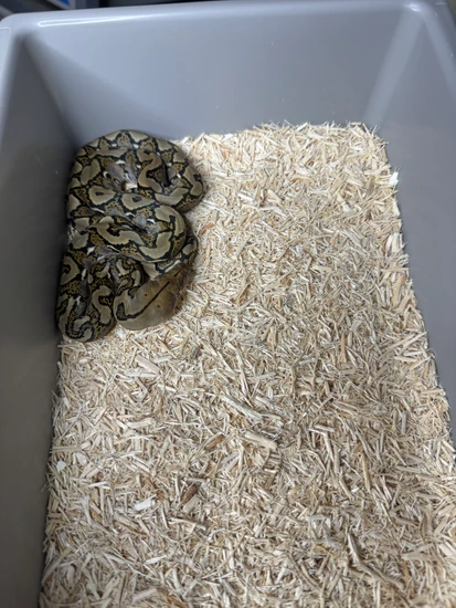 Het Ocelot #1 Reticulated Python by Bigger Better Reptiles