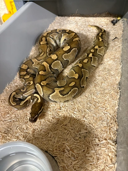 Sunset Pair Ready To Breed Ball Python by Bigger Better Reptiles