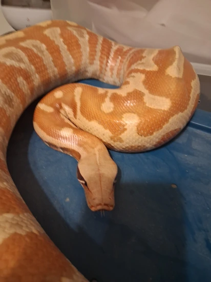 Albino T+female Breeder Ready Blood Python by Steve's Phytons