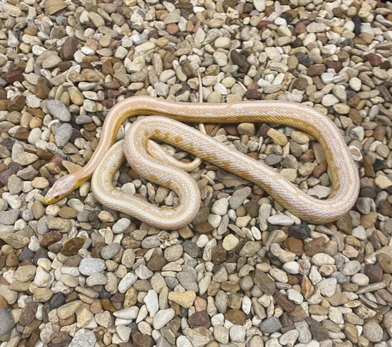 25% OFF HOLIDAY LAYAWAY SALE!! Snow Tessera Het Stripe Corn Snake by ...