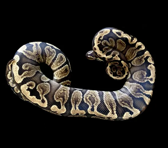 Proven Chocolate GHI 100% Het Clown 100% Het Albino Ball Python by Ball ...
