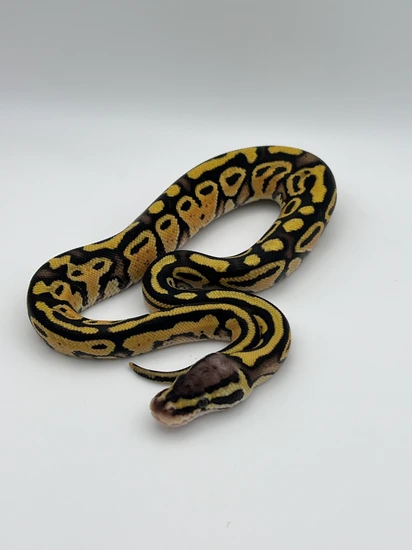 Pastel Vanilla Yellow Belly Ball Python by Big Worm Genetics
