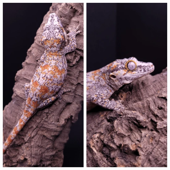 Red And Orange Blotch Banded Reticulated Gargoyle Gecko by Big Yeck's Gecks