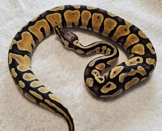 Pastel Blade Het Clown Ball Python by Bill Reinemeyer